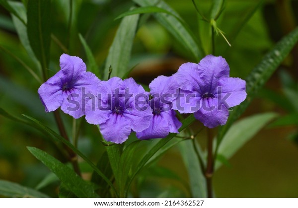 2,594 imágenes de Ruellia simplex - Imágenes, fotos y vectores de stock ...