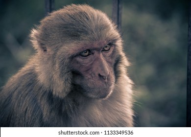 356 Monkey Looking Left Images, Stock Photos & Vectors | Shutterstock