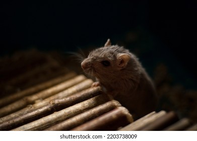 3,842 Gerbil Stock Photos, Images & Photography | Shutterstock