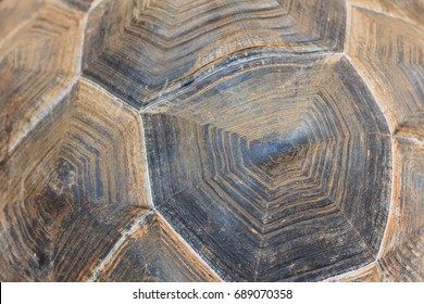 Close Giant Turtle Shell Texture Background Stock Photo 689070358 ...