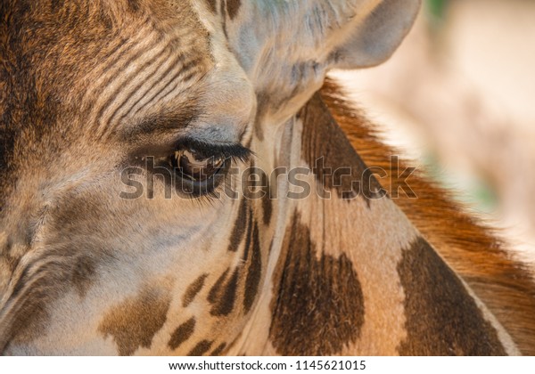 Sick giraffe : 341 images, photos et images vectorielles de stock ...