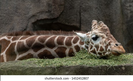 75 Giraffe laying down 图片、库存照片和矢量图 | Shutterstock