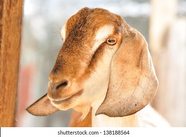 1,706 Sweet goat face Images, Stock Photos & Vectors | Shutterstock