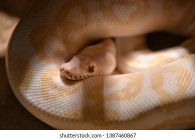 185 Golden thai python snake Images, Stock Photos & Vectors | Shutterstock