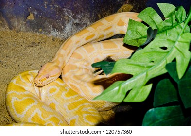 185 Golden thai python snake Images, Stock Photos & Vectors | Shutterstock