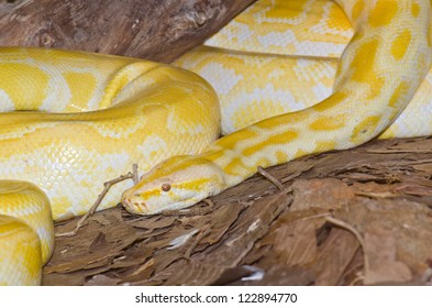 185 Golden thai python snake Images, Stock Photos & Vectors | Shutterstock