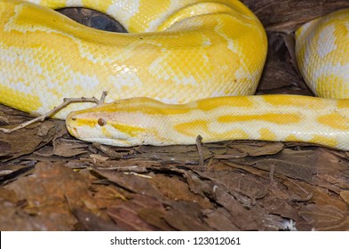185 Golden thai python snake Images, Stock Photos & Vectors | Shutterstock