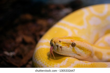 1.384 afbeeldingen voor Golden yellow python: afbeeldingen, stockfoto‘s ...