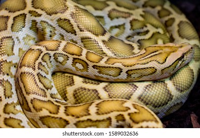 1.384 afbeeldingen voor Golden yellow python: afbeeldingen, stockfoto‘s ...