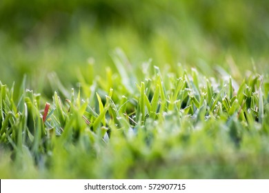 Close Grass Stock Photo 572907715 | Shutterstock