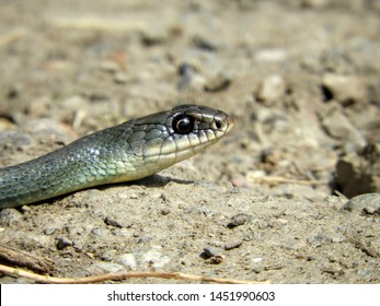 Close Grass Snake Side Profile On Stock Photo 1451990603 | Shutterstock