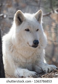 Close Gray Wolf Facing Camera Sitting Stock Photo 1363786853 | Shutterstock