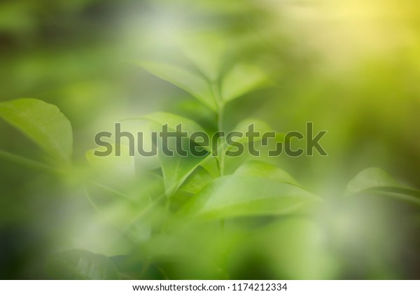 Close Green Leaf Light Effect Background Stock Photo 1174212334 ...