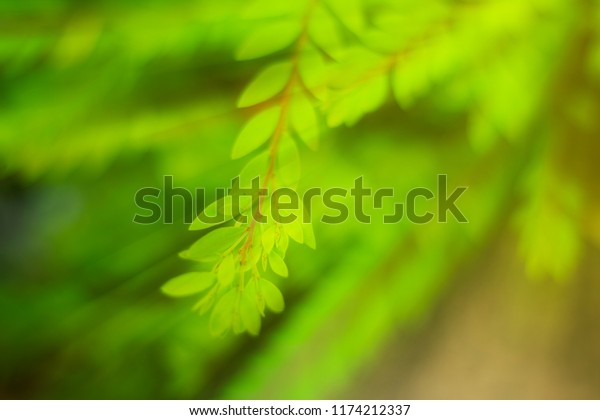 Close Green Leaf Light Effect Background Stock Photo 1174212337 ...