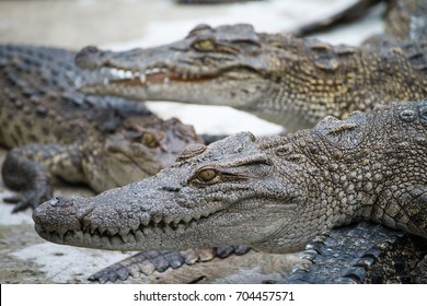 Close Group Many Crocodiles Stock Photo 704457571 | Shutterstock