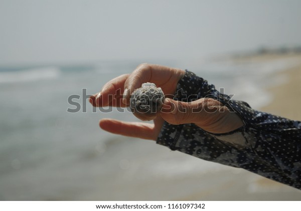 Close Hand Holding Shell On Beach Stock Photo 1161097342 | Shutterstock