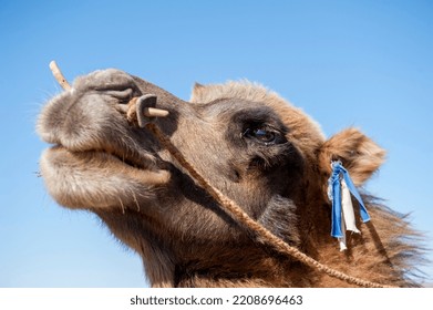 1,536 Camel Rope Images, Stock Photos & Vectors | Shutterstock