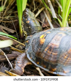 Land Mullet Egernia Major Basking Sun Stock Photo 630122204 | Shutterstock