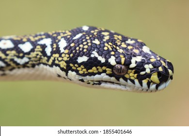 1,052 Diamond Python Images, Stock Photos & Vectors | Shutterstock