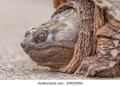 794 Snapping turtle eye Images, Stock Photos & Vectors | Shutterstock