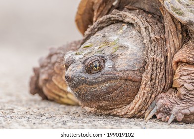 794 Snapping turtle eye Images, Stock Photos & Vectors | Shutterstock
