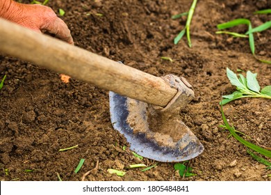 Azadón: Imágenes, fotos de stock y vectores | Shutterstock