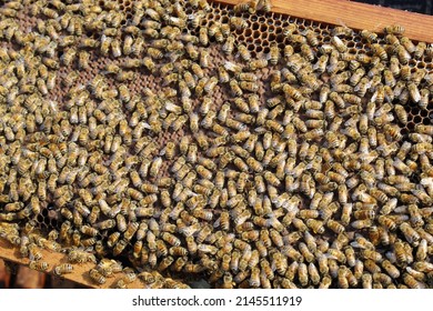 Close Honey Bee Frames Stock Photo 2145511919 | Shutterstock