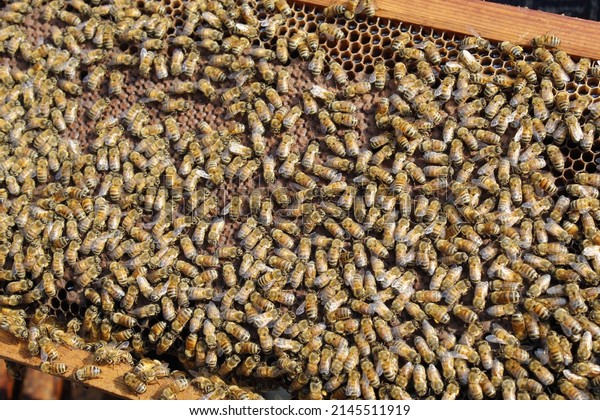 Close Honey Bee Frames Stock Photo 2145511919 | Shutterstock