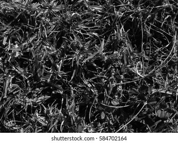Close Image Black Grass Texture Background Stock Photo 584702164 ...