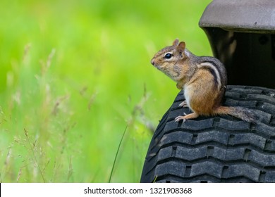 Close Image Chipmunk Sitting On Lawn Stock Photo 1321908368 | Shutterstock