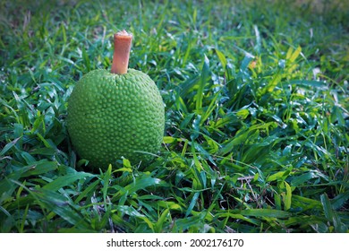 246 Images of breadfruit Images, Stock Photos & Vectors | Shutterstock