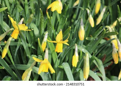9,815 Drooping flowers Images, Stock Photos & Vectors | Shutterstock
