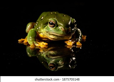 100 Frog underneath Images, Stock Photos & Vectors | Shutterstock