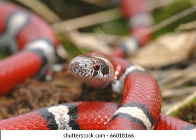 2,436 Red king snake Images, Stock Photos & Vectors | Shutterstock