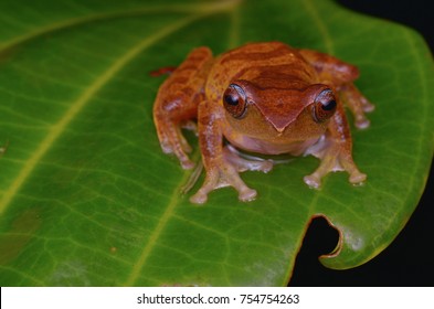 Close Image Masked Tree Frog Borneo Stock Photo 754754263 | Shutterstock