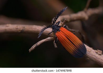 400 Net wing beetle Images, Stock Photos & Vectors | Shutterstock