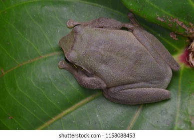 48 Sharp nosed tree frog Gambar, Foto Stok & Vektor | Shutterstock