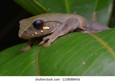 Sharp nosed tree frog : 48 images, photos et images vectorielles de ...