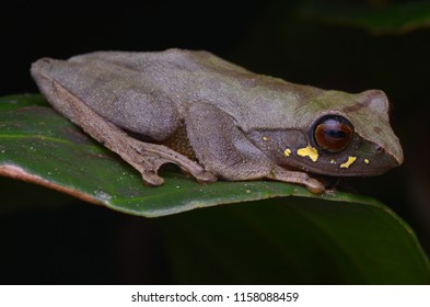48 Sharp nosed tree frog Gambar, Foto Stok & Vektor | Shutterstock