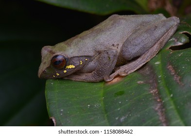 48 Sharp nosed tree frog Gambar, Foto Stok & Vektor | Shutterstock