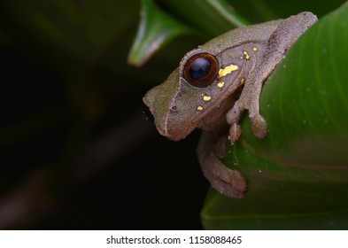 Sharp nosed tree frog : 48 images, photos et images vectorielles de ...