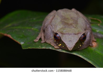 Sharp nosed tree frog : 48 images, photos et images vectorielles de ...