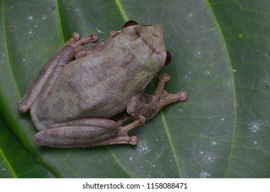 48 Sharp nosed tree frog Gambar, Foto Stok & Vektor | Shutterstock