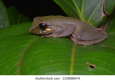 Sharp nosed tree frog : 48 images, photos et images vectorielles de ...