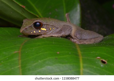 Sharp nosed tree frog : 48 images, photos et images vectorielles de ...