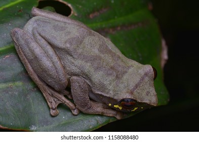 Sharp nosed tree frog : 48 images, photos et images vectorielles de ...