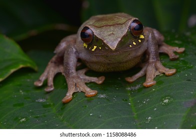 Sharp nosed tree frog : 48 images, photos et images vectorielles de ...