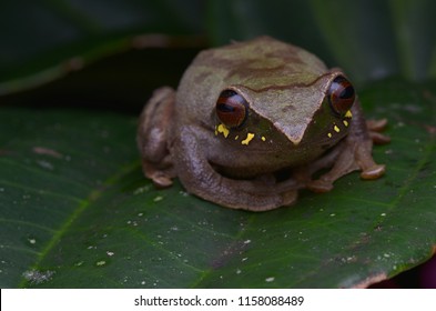 Sharp nosed tree frog : 48 images, photos et images vectorielles de ...