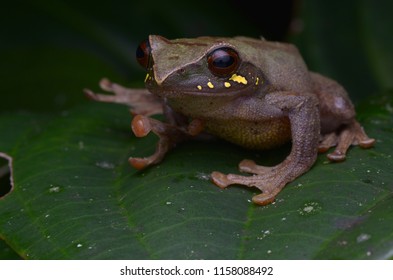 48 afbeeldingen voor Sharp nosed tree frog: afbeeldingen, stockfoto‘s ...