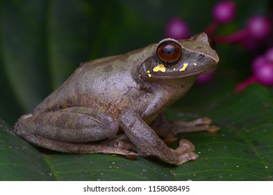 48 afbeeldingen voor Sharp nosed tree frog: afbeeldingen, stockfoto‘s ...